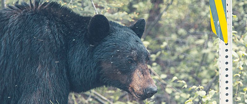 DNR reports increased nuisance bear activity across the state | News ...